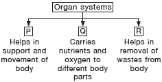 p study the given classification chart carefully identify p q and r and ...