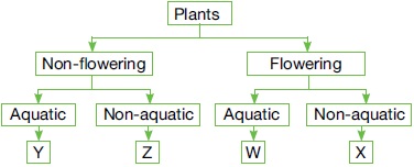 refer to the given flow chart and select the option that correctly identifies the plants w x y and z