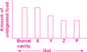 refer to the given graph showing the amount of undigested food during ...