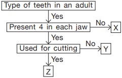 prefer to the given flow chart and select the option that correctly identifies x y and z brimg srcht