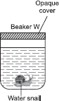 four identical beakers w x y and z were set up as shown below and ...
