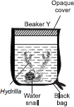 four identical beakers w x y and z were set up as shown below and ...