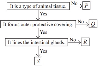 prefer to the given flow chart and identify p s brimg srchttpswwwsofolympiadtrainercomrevisewiseque